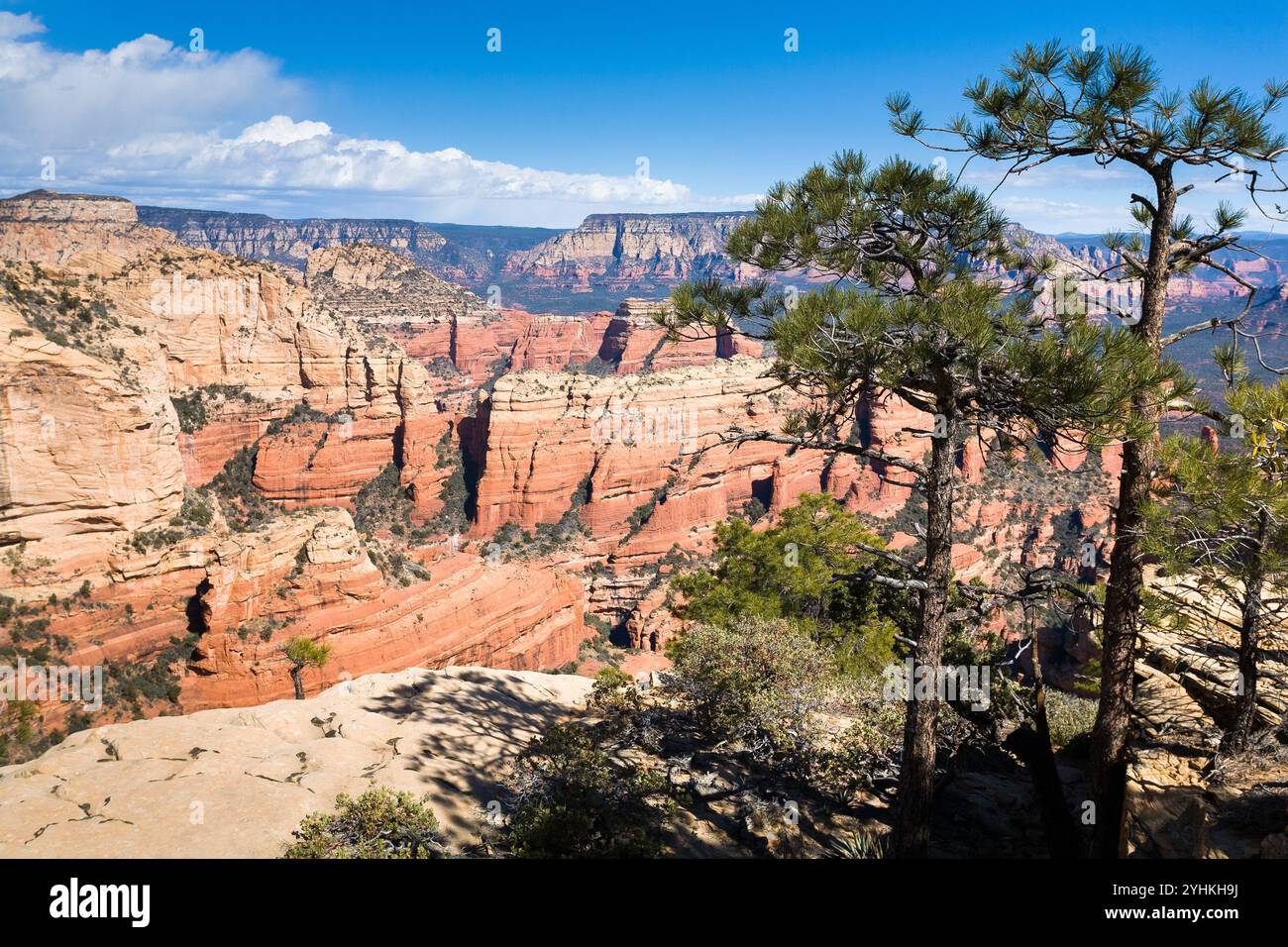 Ponderosa pine trees growing at higher elevations on Bear Mountain ...