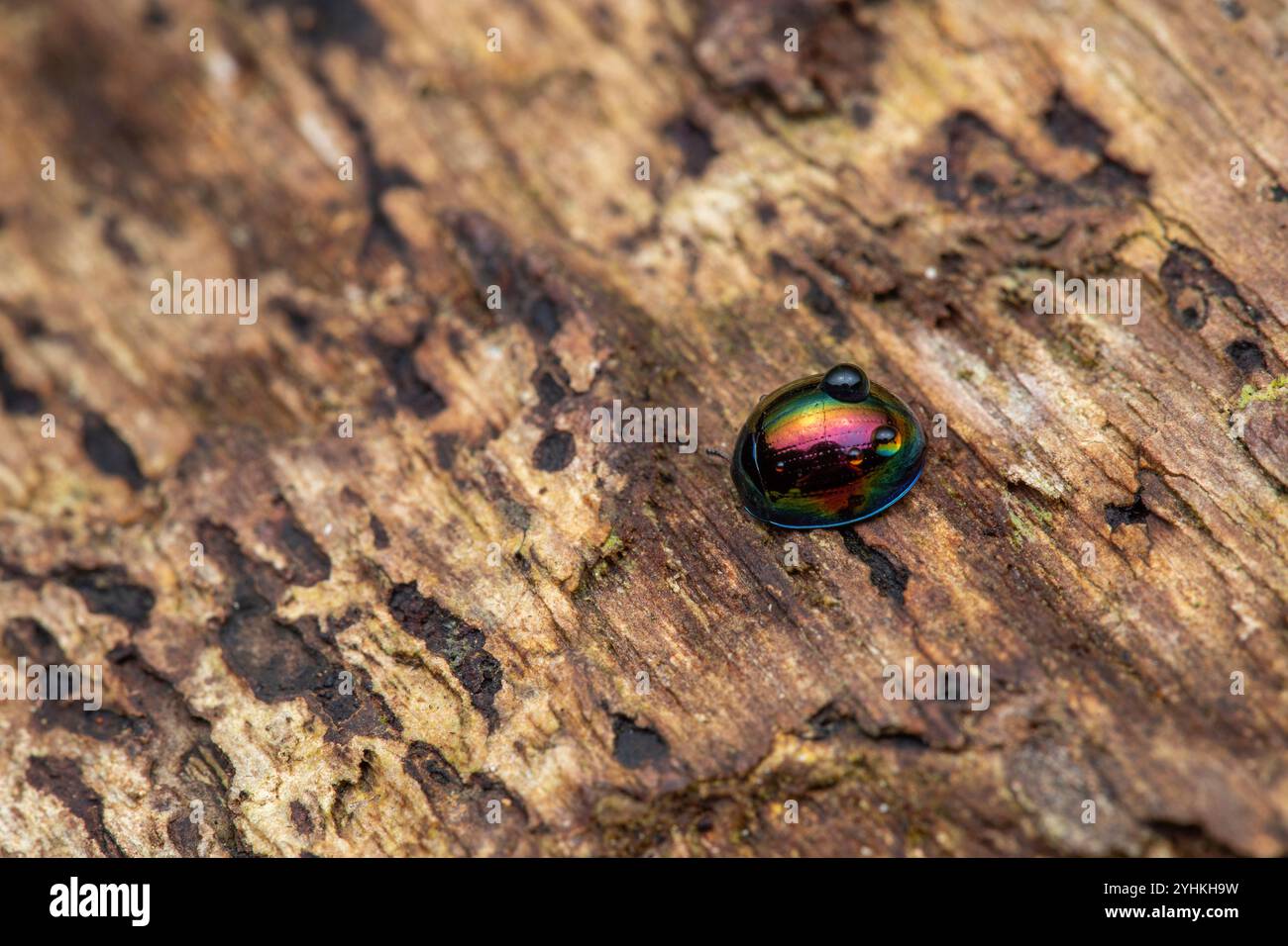 Chrysomelid (Tetraphyllus sp) in situ, Kubah NP, Sarawak, Borneo ...