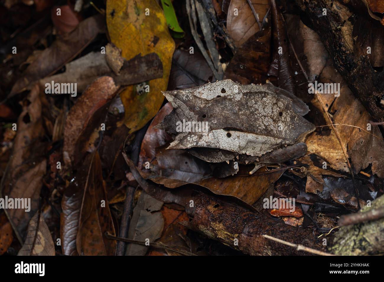 Long-nosed horned frog (Megophrys pelobatrachus nasuta), West ...
