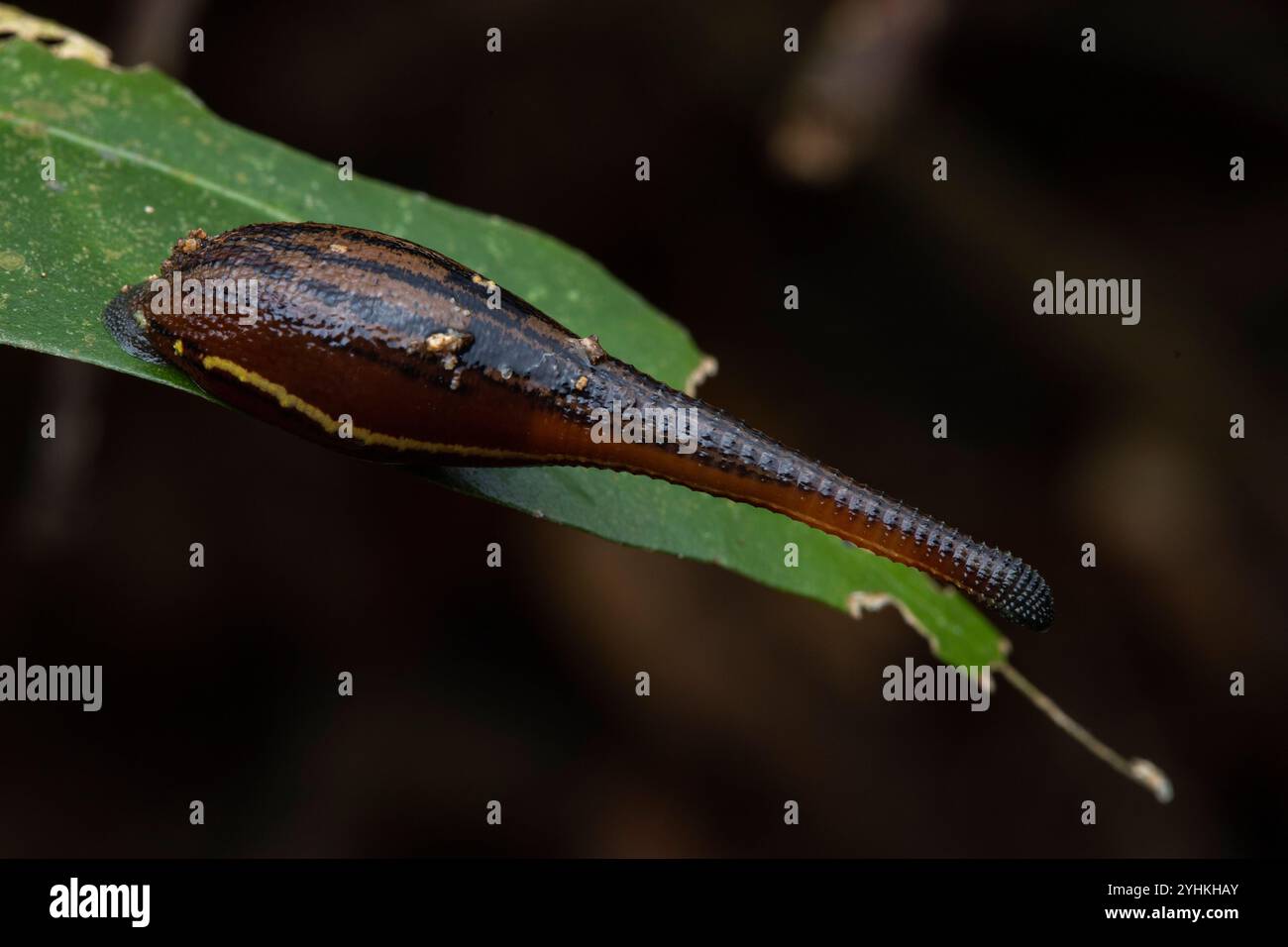 Tiger leech (Haemadipsa picta) in situ, Kubah NP, Sarawak, Borneo ...