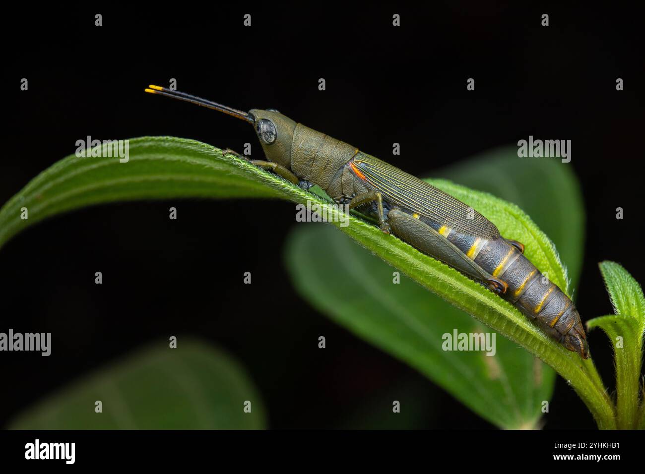 Orthoptera sp in situ, Kubah NP, Sarawak, Borneo, Malaysia Stock Photo ...