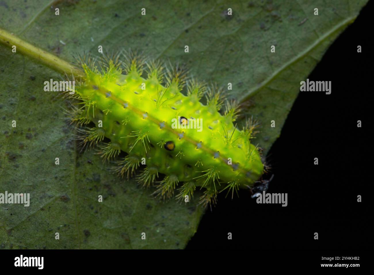 Birthosea Slug Moth (Birthosea sp) caterpillar in situ, Santubong ...