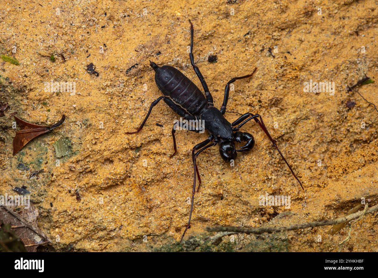 Whip scorpion (Thelyphonus sp) in situ, Kubah NP, Sarawak, Borneo ...