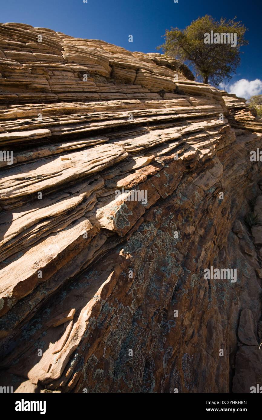 A juniper tree stands on a limestone ridge on Bear Mountain in Sedona ...