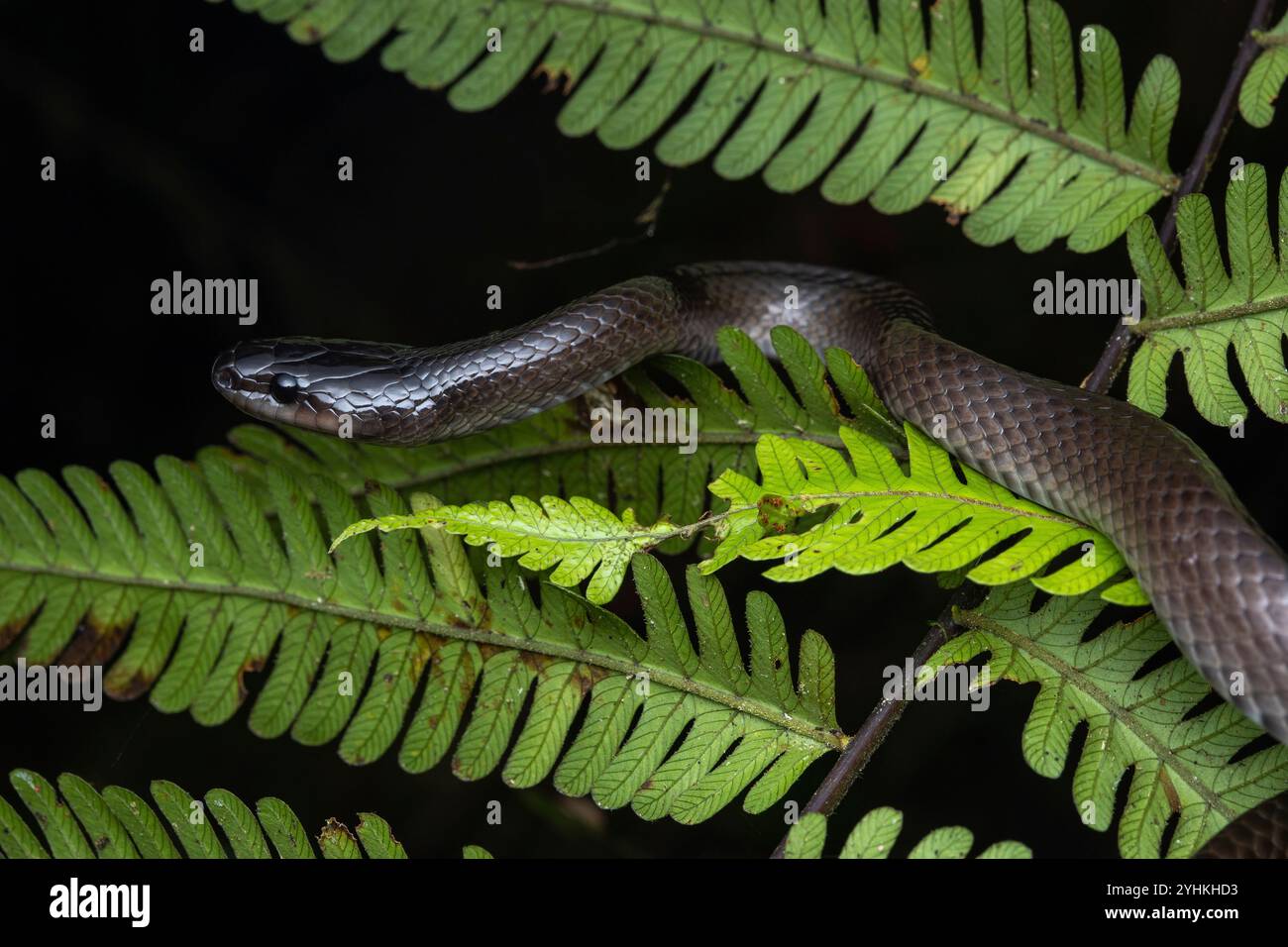 Dark-headed Sabah ground snake (Stegonotus caligocephalus) in situ ...