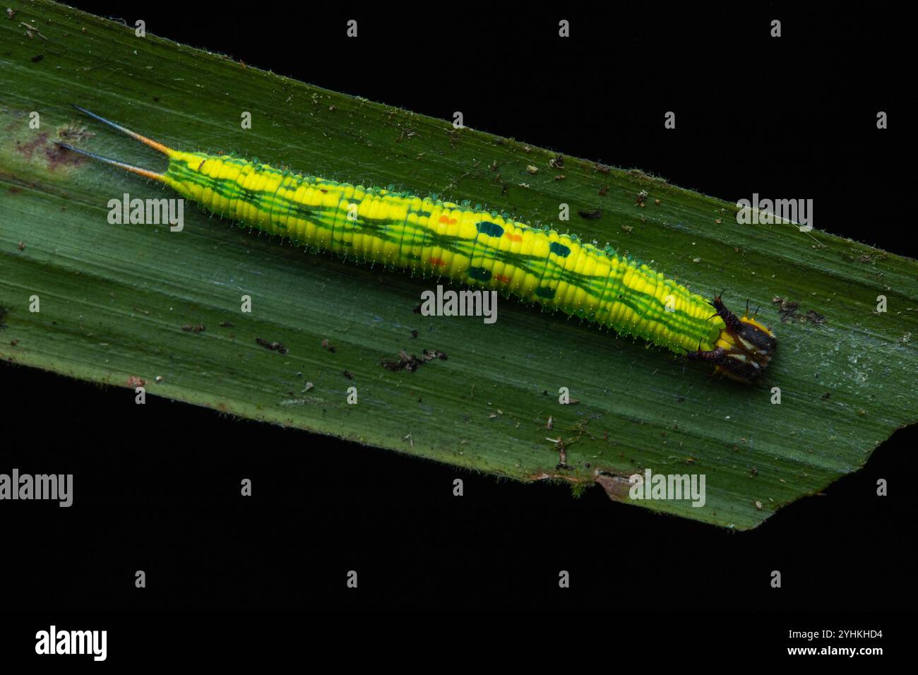 Nymphalid (Nymphalidae sp) caterpillar in situ, Kinabalu NP, Sabah ...