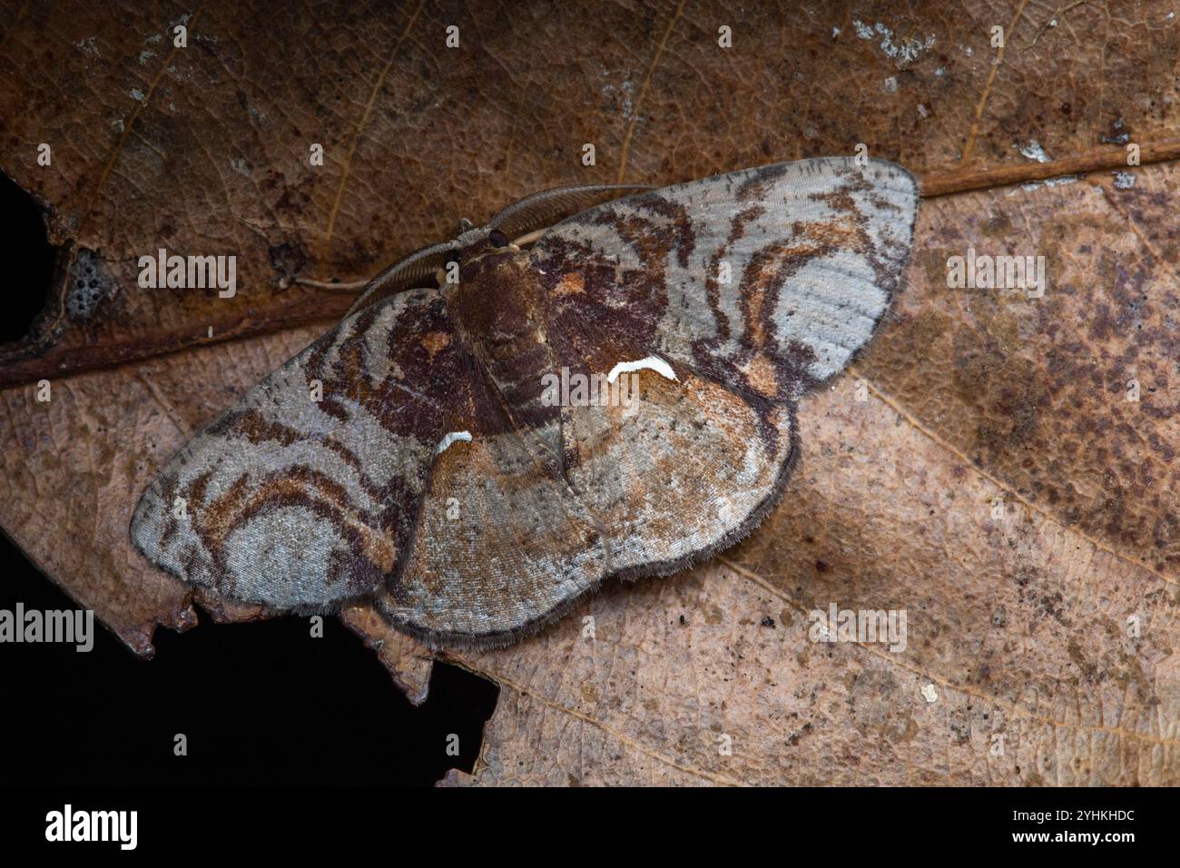 Geometer moth (Astygisa circularia), Kinabalu NP, Sabah, Borneo ...
