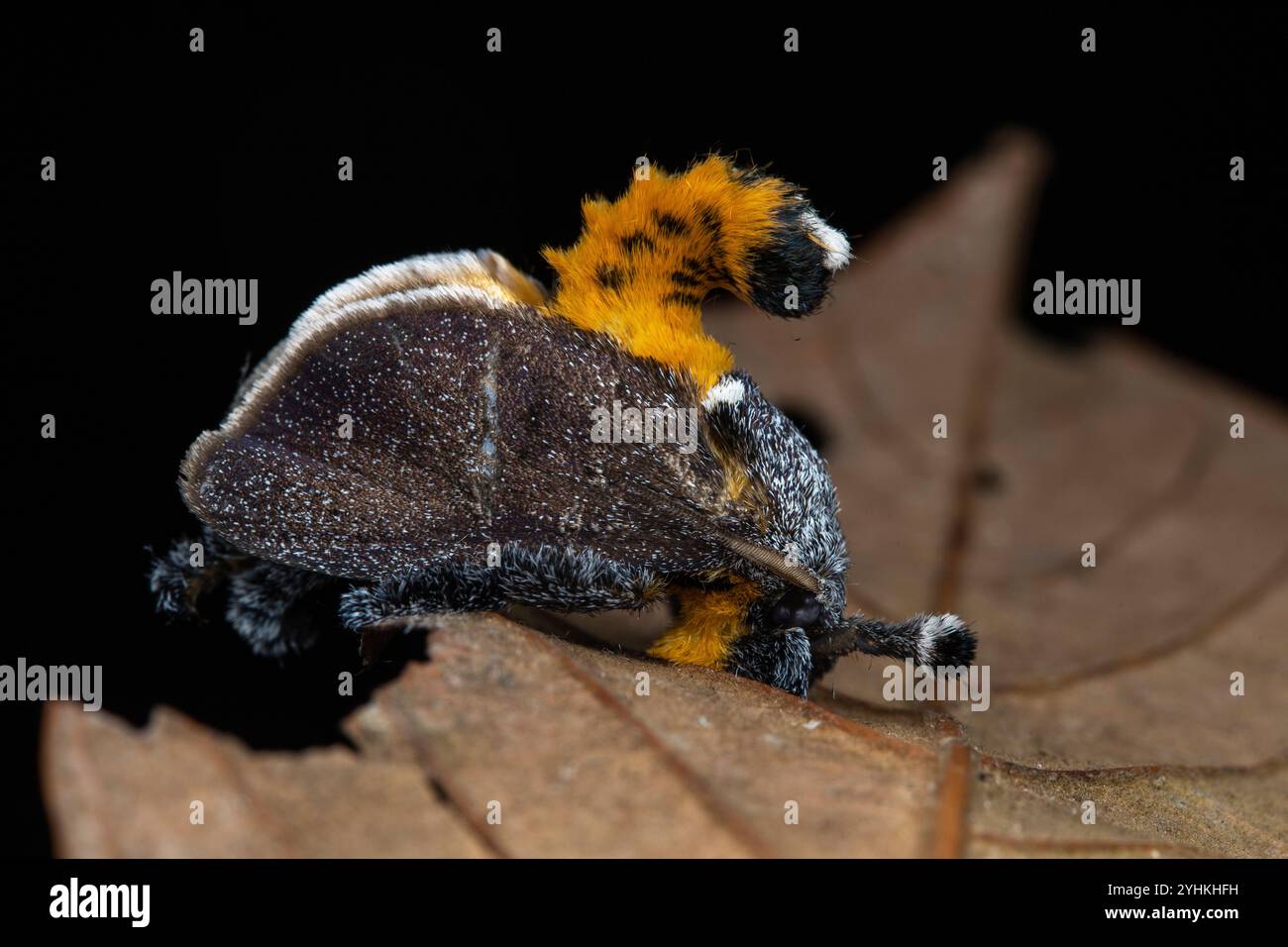 Scopelodes moth (Scopelodes sp), Kinabalu NP, Sabah, Borneo, Malaysia ...