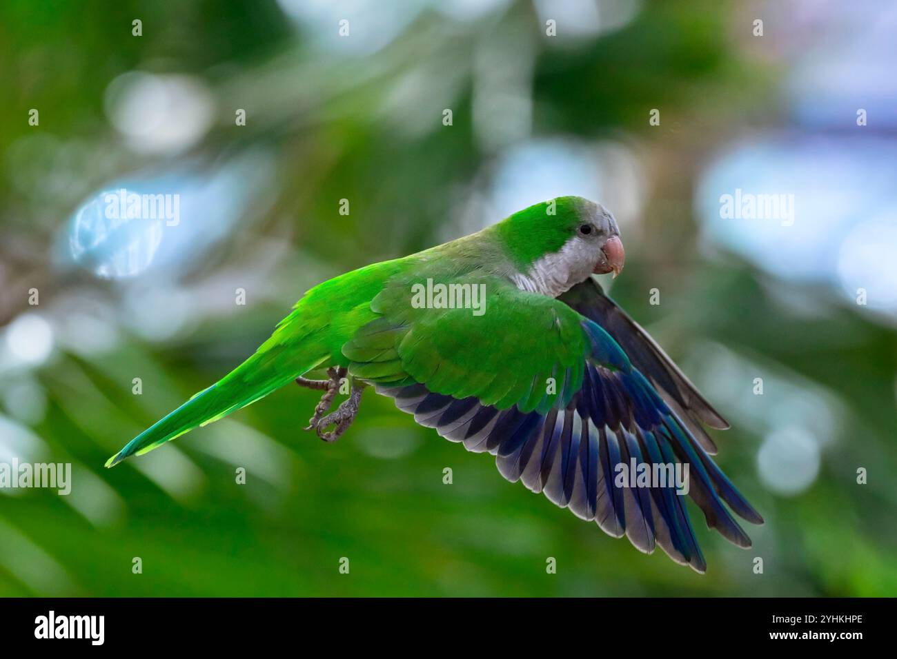 Monk parakeet (Myiopsitta monachus) invasive introduced species native ...