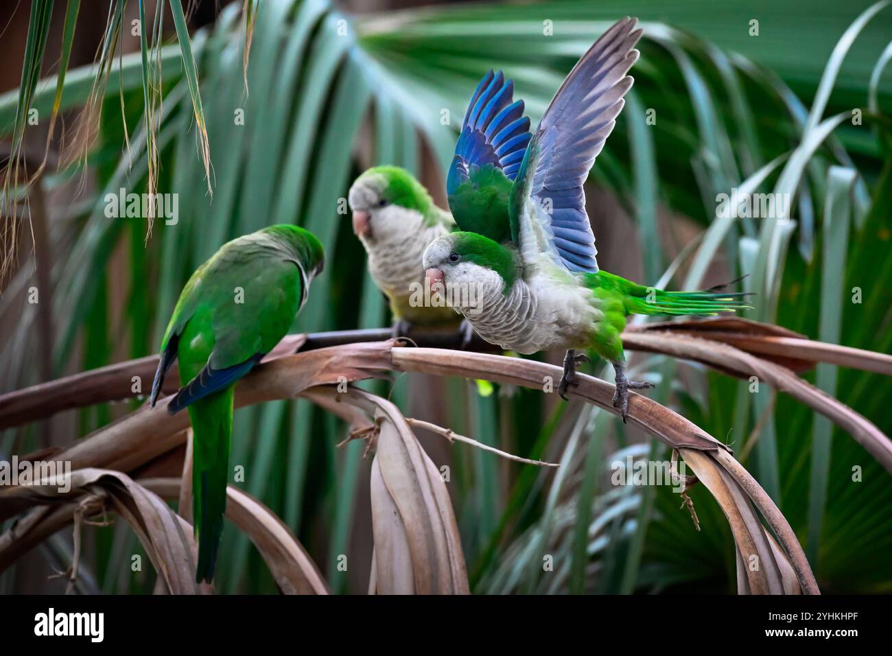 Monk parakeet (Myiopsitta monachus) invasive introduced species native ...