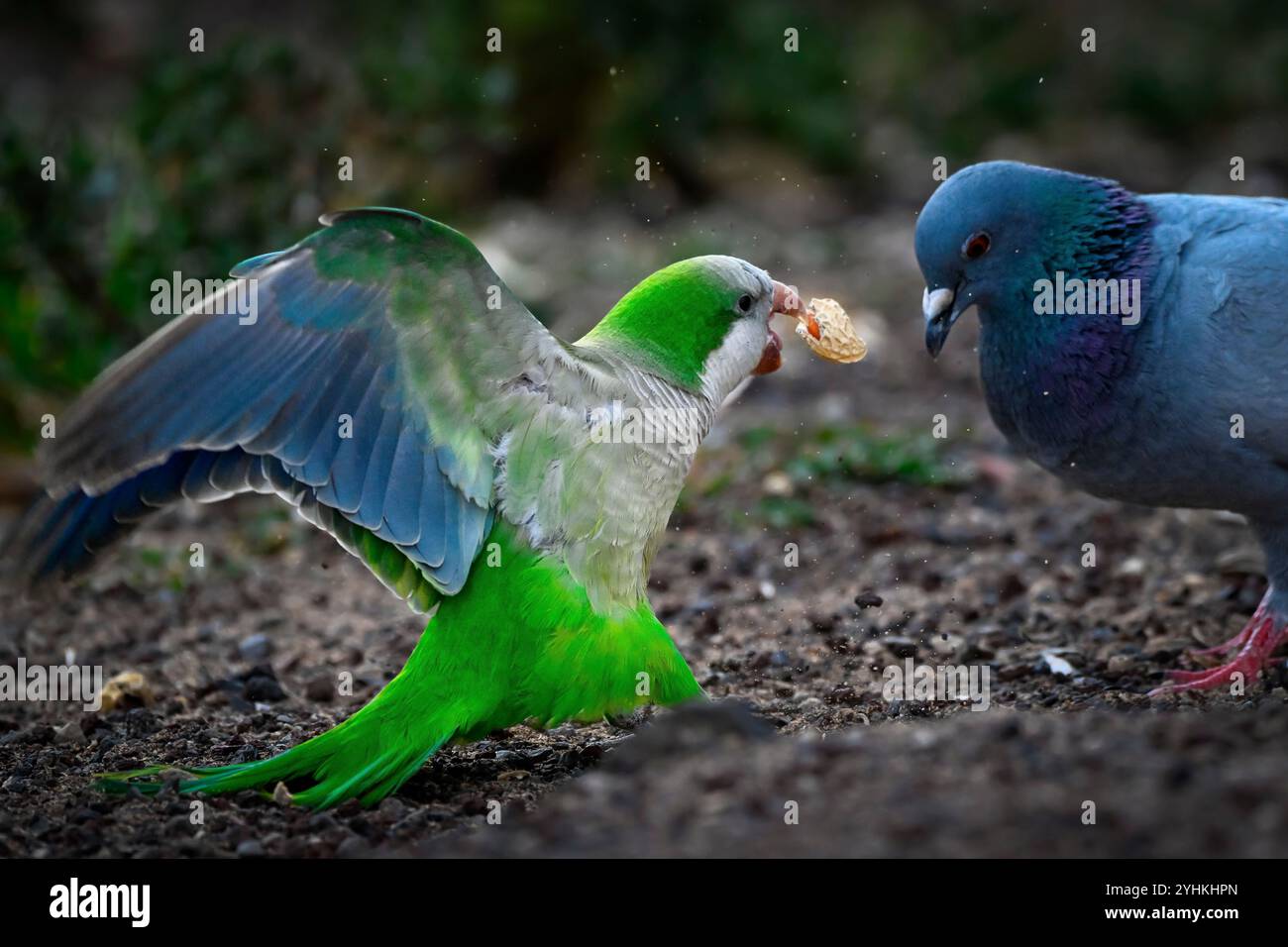 Monk parakeet (Myiopsitta monachus), an invasive introduced species ...