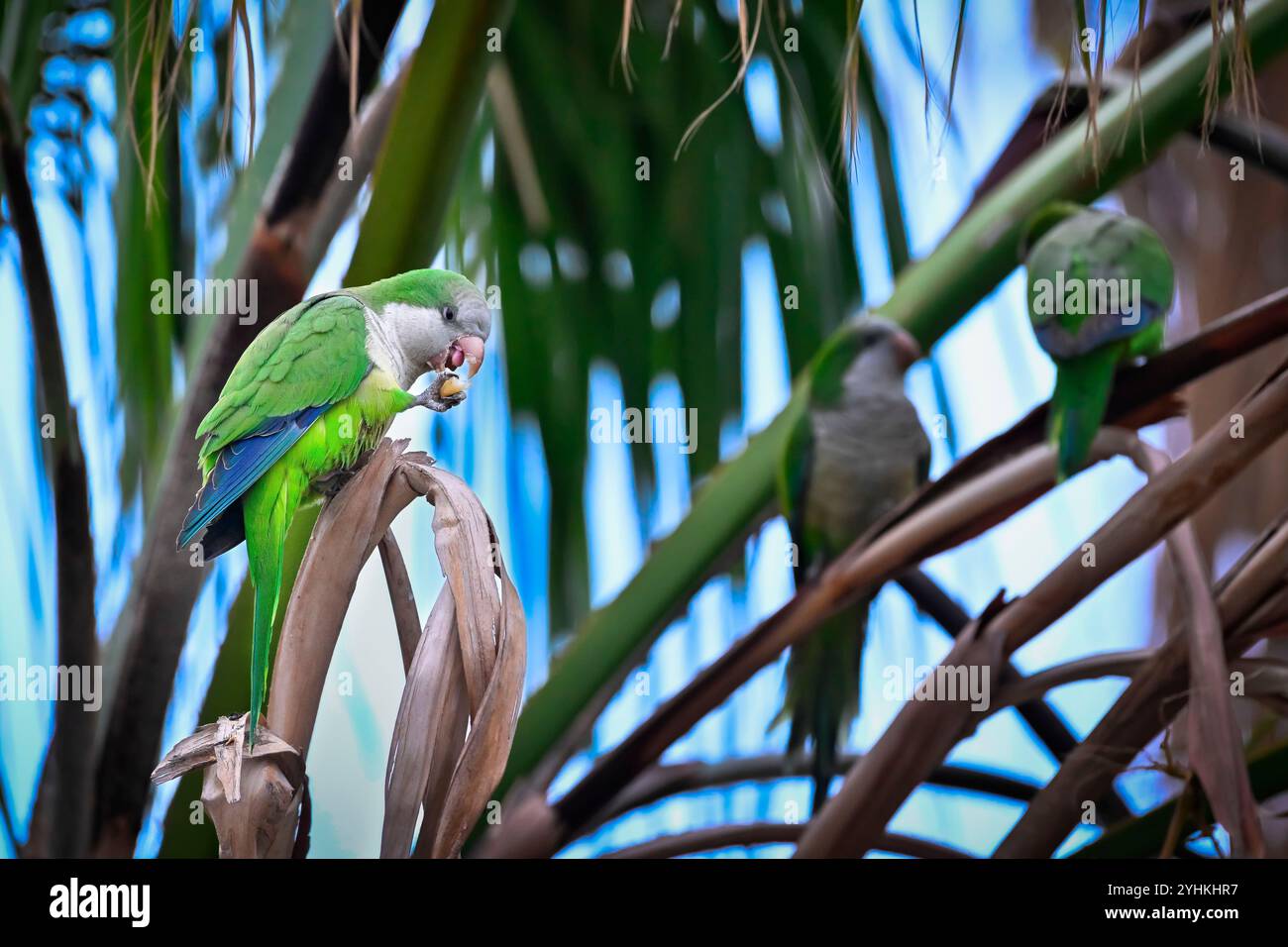 Monk parakeet (Myiopsitta monachus) invasive introduced species native ...