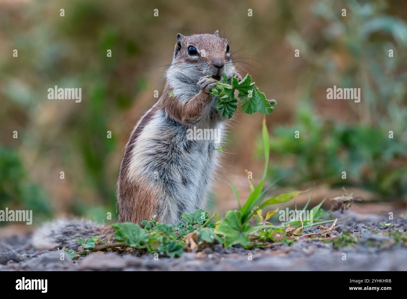 Barbary ground squirrel (Atlantoxerus getulus) invasive introduced ...