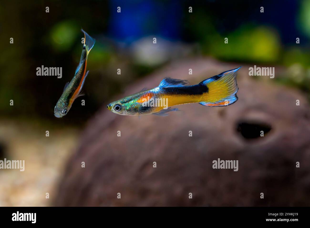 Endlers guppy (Poecilia wingei), males in aquarium Stock Photo - Alamy