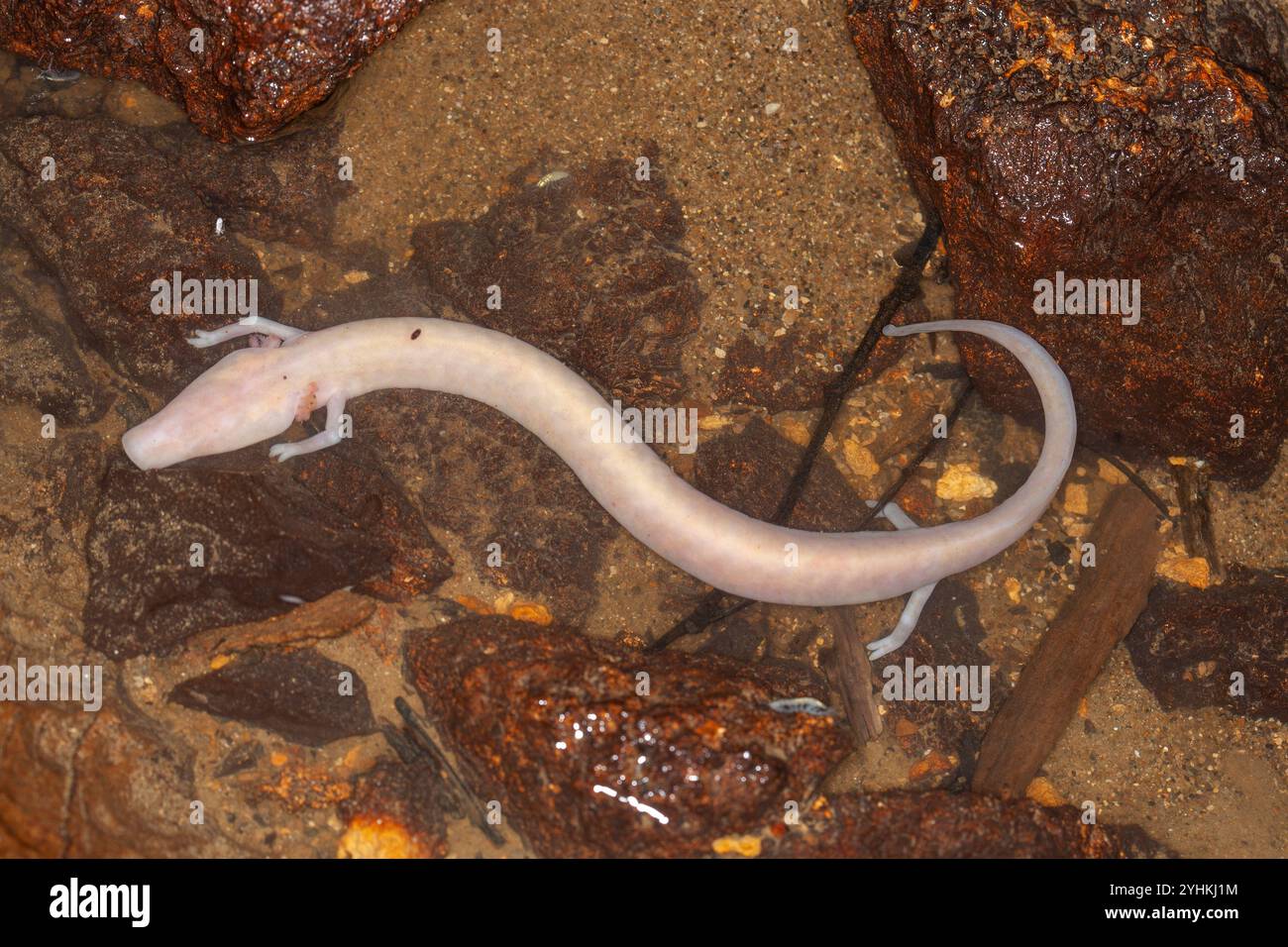 Olm (Proteus anguinus anguinus), Slovznia Stock Photo - Alamy