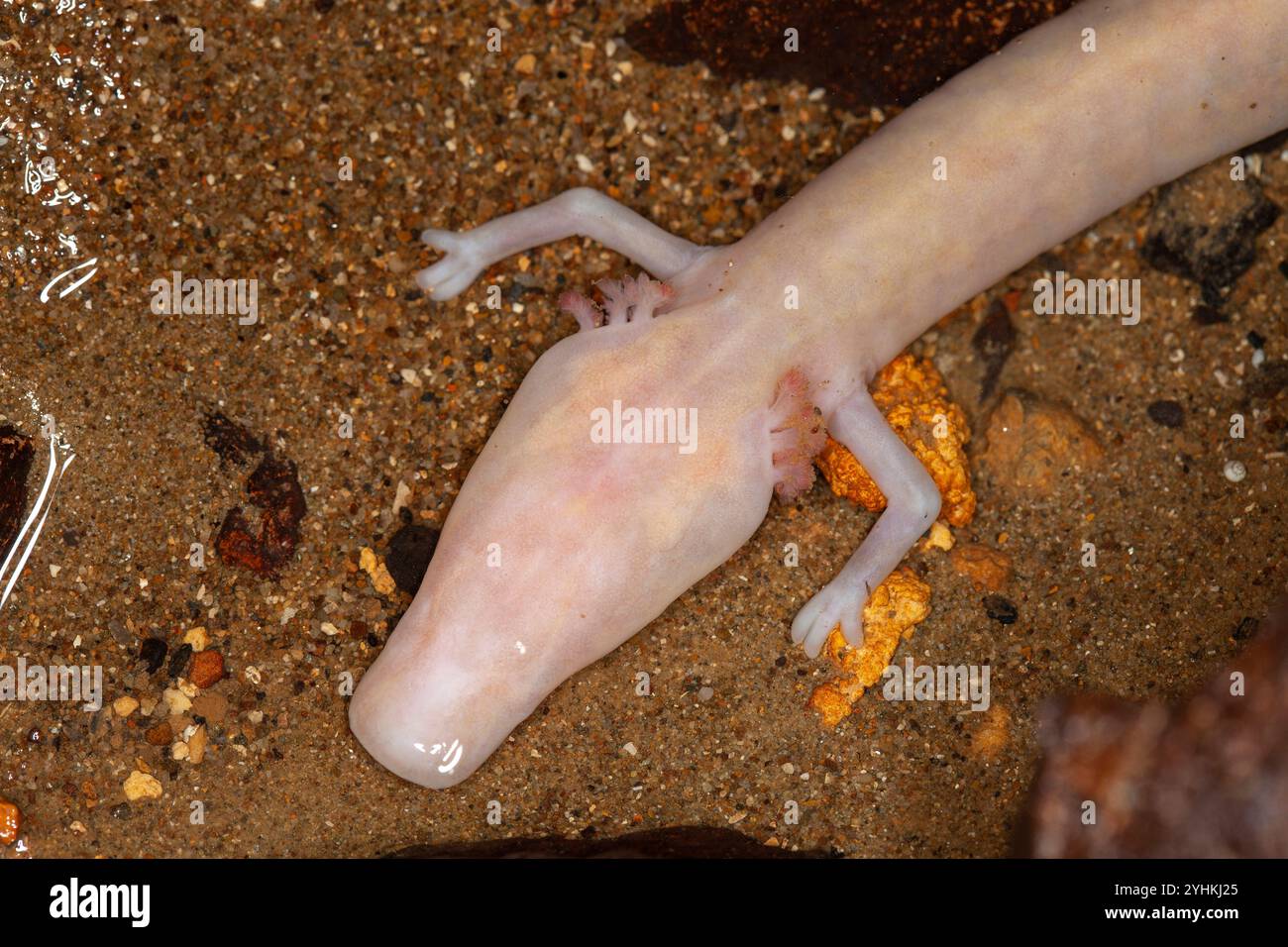 Olm (Proteus anguinus anguinus), Slovznia Stock Photo - Alamy