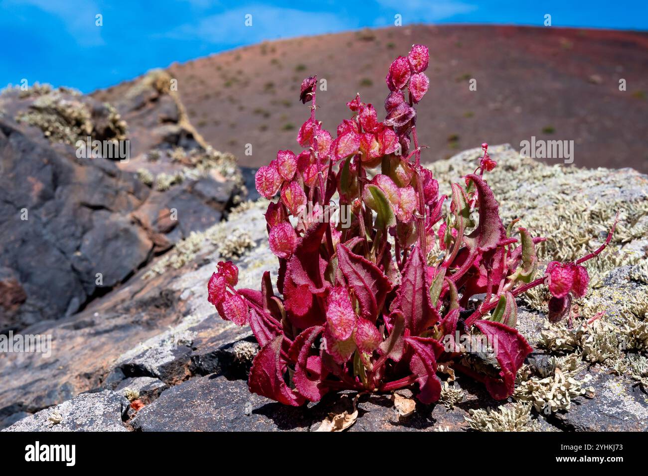 Ruby dock (Rumex vesicarius), Lanzarote, Canary Islands, Spain Stock ...