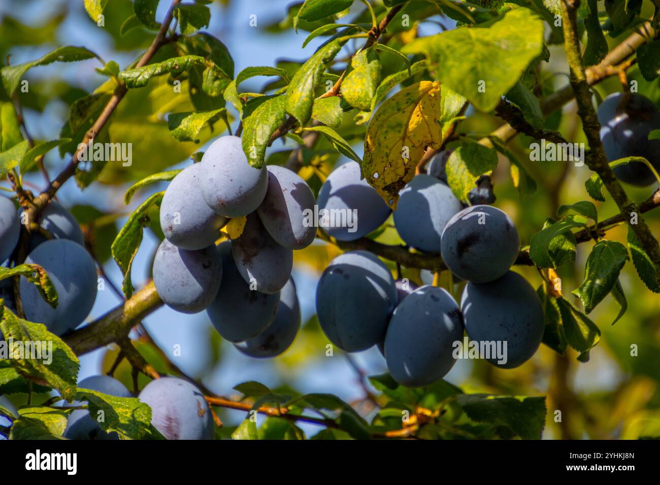 Closeup plum on branch hi-res stock photography and images - Alamy