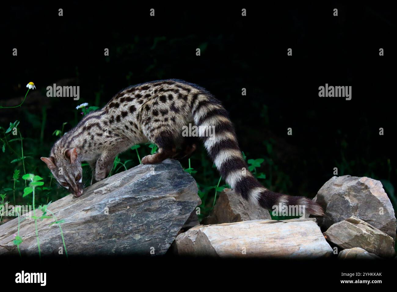 Small-spotted genet (Genetta genetta) on rocks, Spain Stock Photo - Alamy