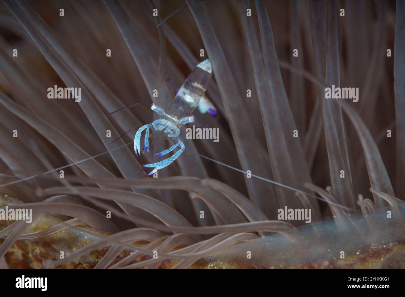 Commensal shrimp (Periclimenes magnificus) on tube anemone, Malapascua ...