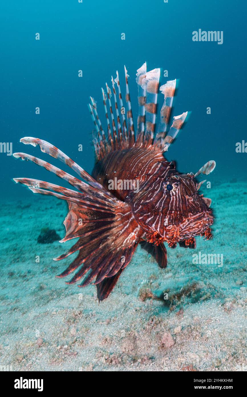 Common lionfish (Pterois volitans) Island Malapascua, Cebu Philippines ...