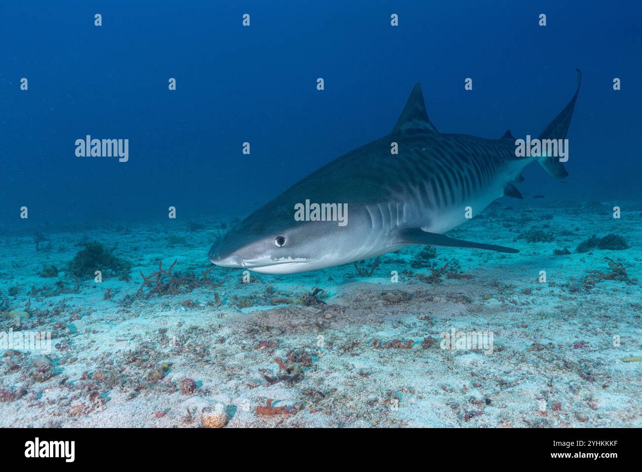 Tiger shark (Galeocerdo cuvier) at Monad Shoal off Malapascua Island ...