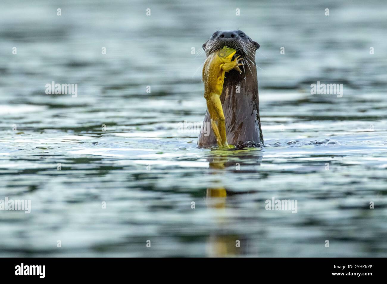 River otter (Lontra canadensis) and bull frog (Lithobates catesbeianus ...