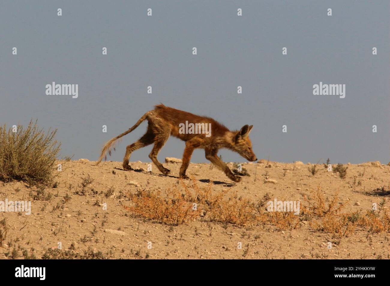 Mangy Red fox (Vulpes vulpes), Spain Stock Photo - Alamy