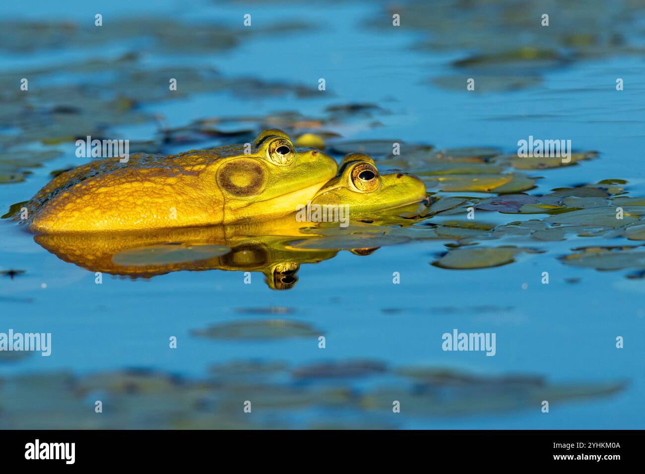 North American Bullfrog (Lithobates catesbeianus) mating, La Mauricie ...