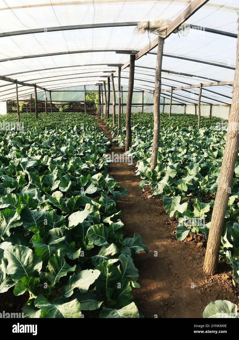 Lush green plants grow vigorously inside an organic greenhouse, using ...