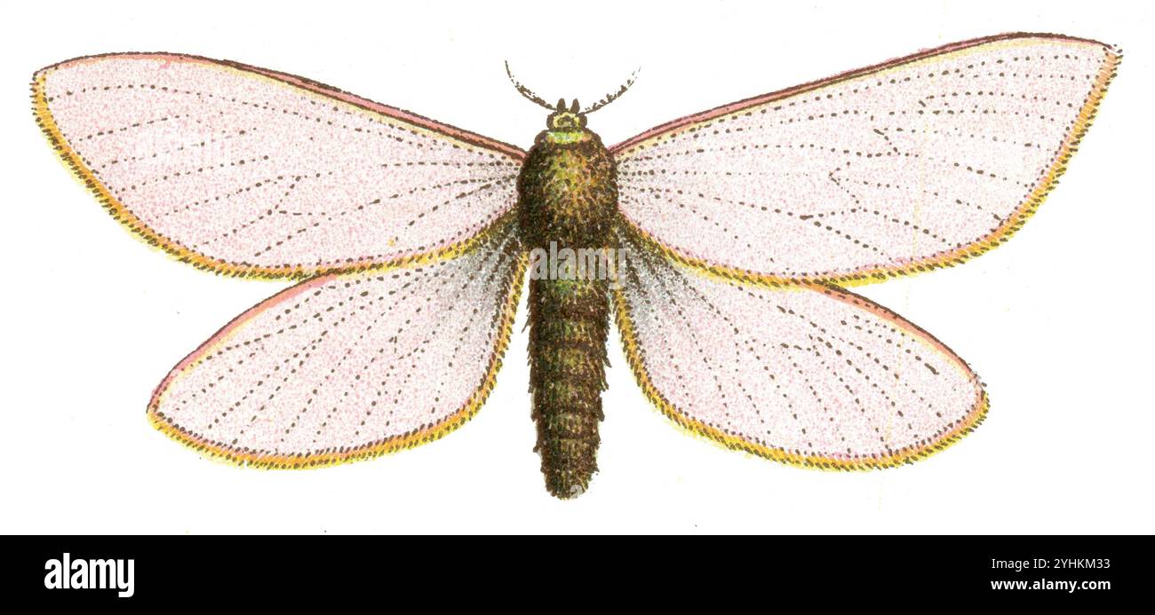 Ghost moth hepialus humuli hi-res stock photography and images - Alamy
