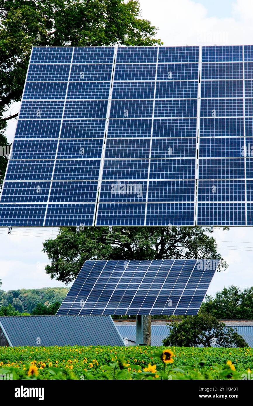 Photovoltaic farm in a sunflower field, solar panels powering a farm ...