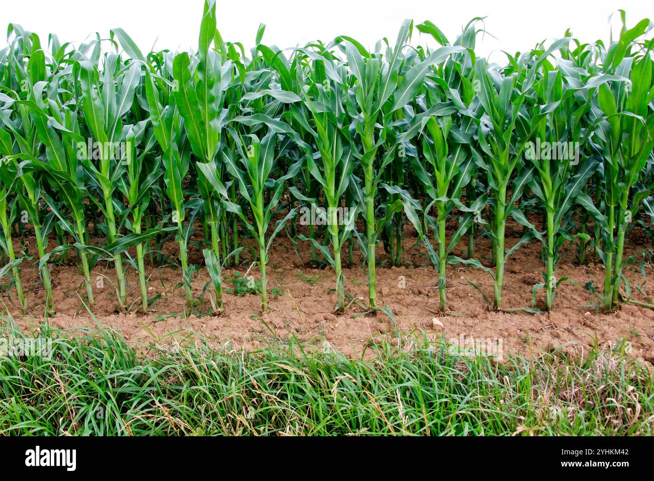 Corn growing, Sarthe, France Stock Photo - Alamy