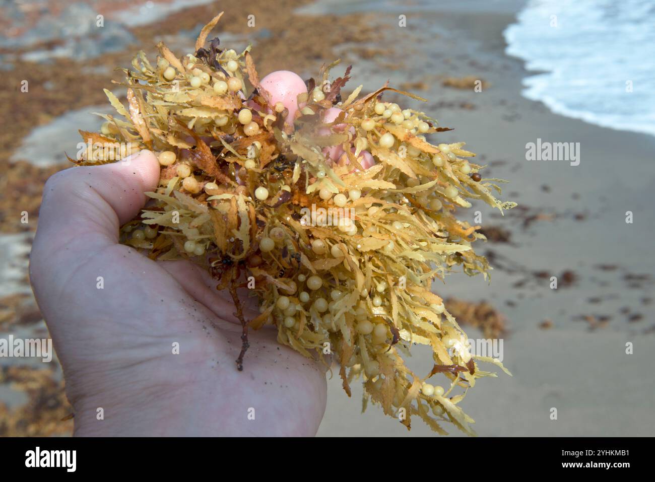 Sargasso (Sargassum sp). The genus Sargassum is characterized by having ...