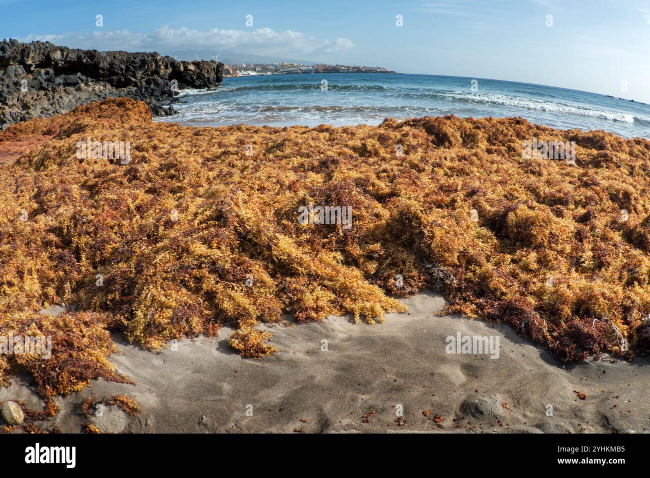 Sargasso (Sargassum sp). The genus Sargassum is characterized by having ...