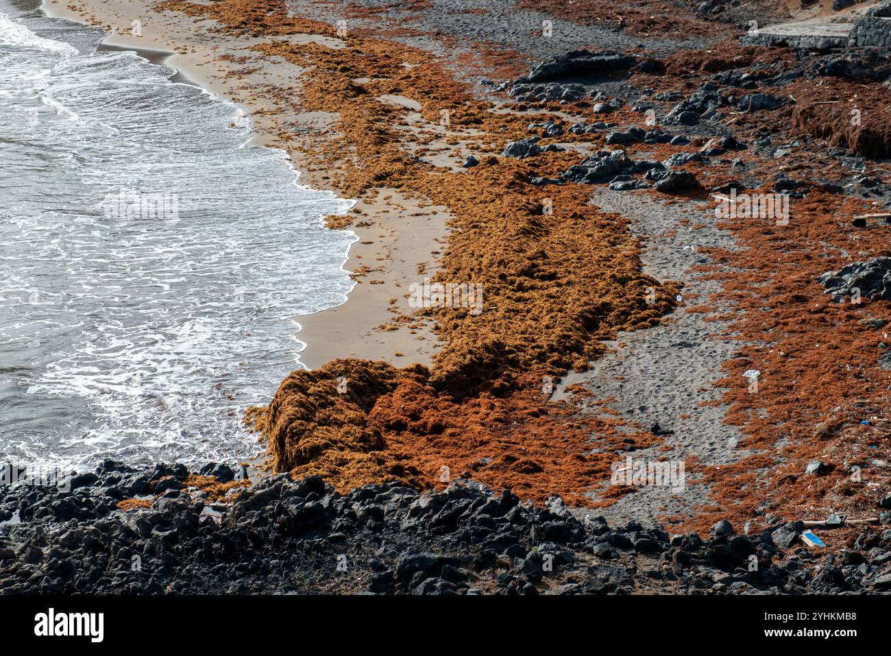 Sargasso (Sargassum sp). The genus Sargassum is characterized by having ...