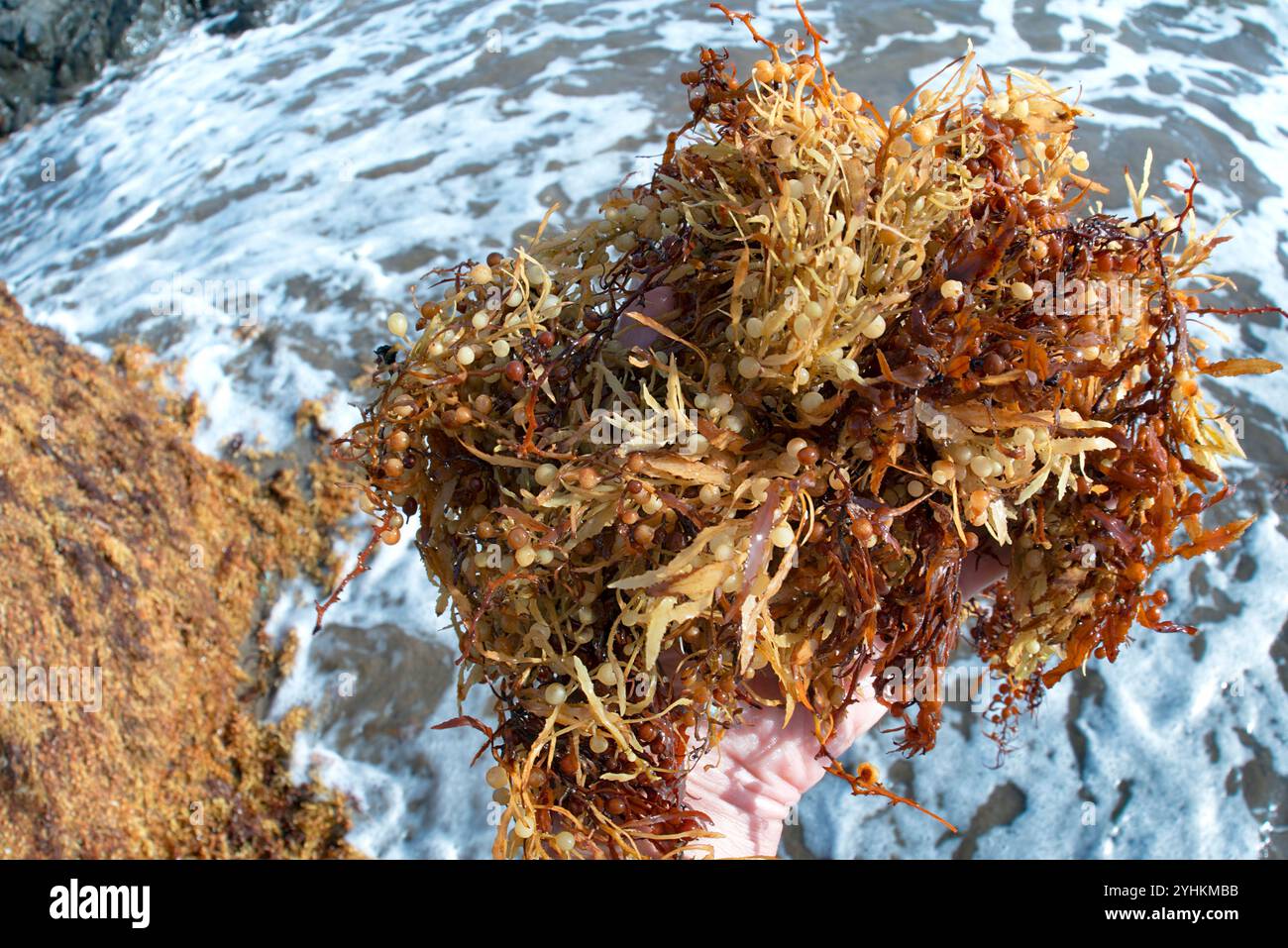 Sargasso (Sargassum sp). The genus Sargassum is characterized by having gas vesicles known as ...