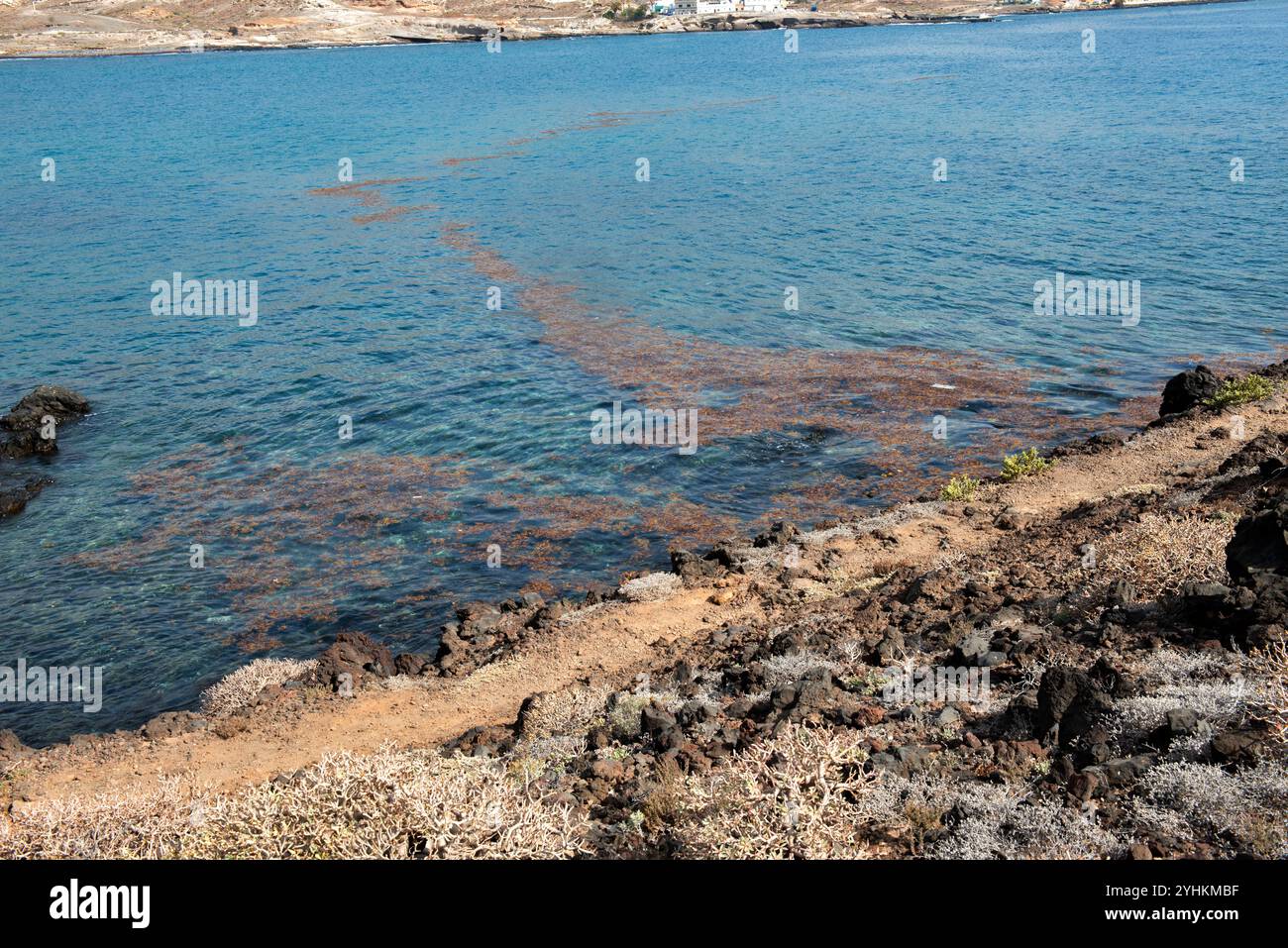 Sargasso (Sargassum sp). The genus Sargassum is characterized by having ...