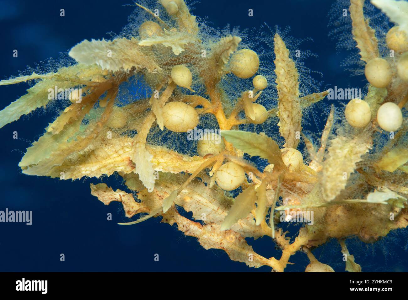 Sargassum (Sargassum sp) and attached hydrozoan. The genus Sargassum is characterized by having ...