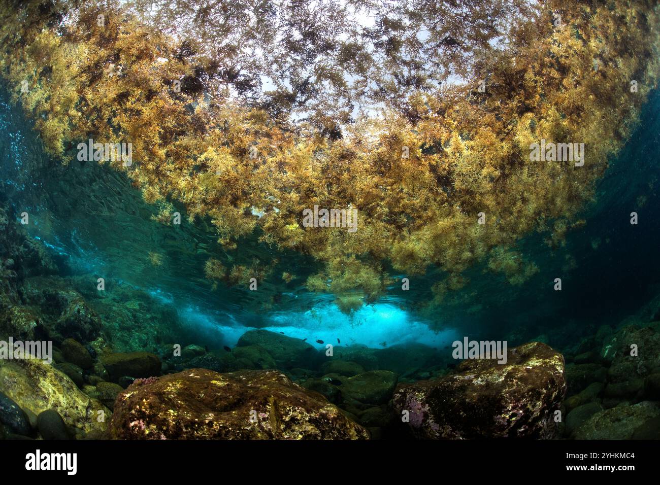 Sargassum (Sargassum sp). The genus Sargassum is characterized by ...