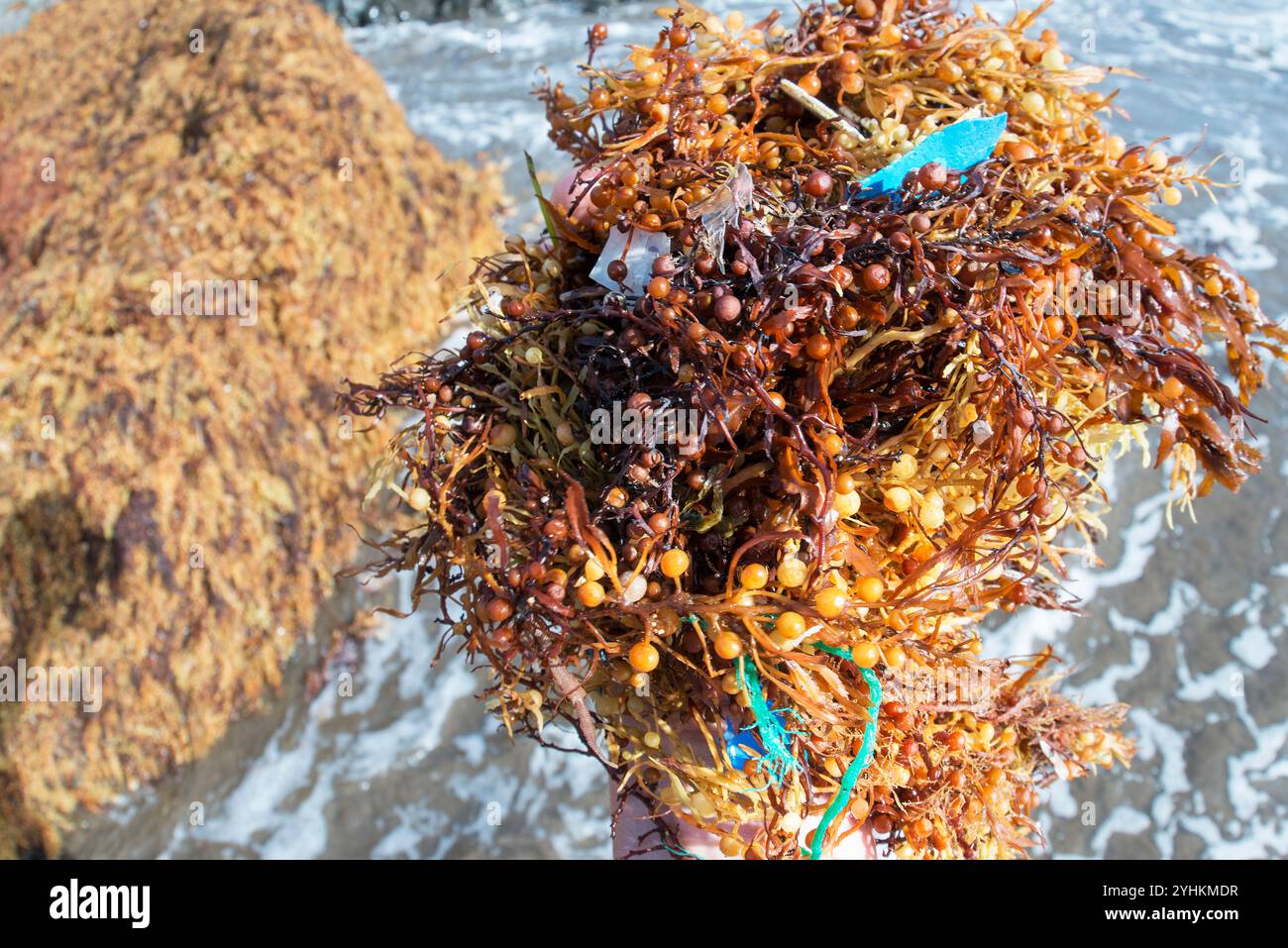 Sargassum (Sargassum sp). Pollution, waste, plastic. The genus ...