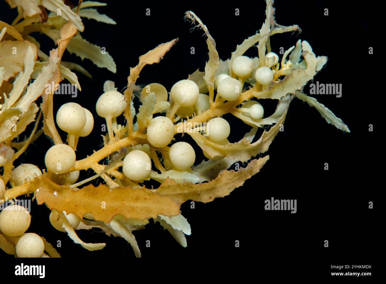 Sargassum (Sargassum sp). The genus Sargassum is characterized by ...