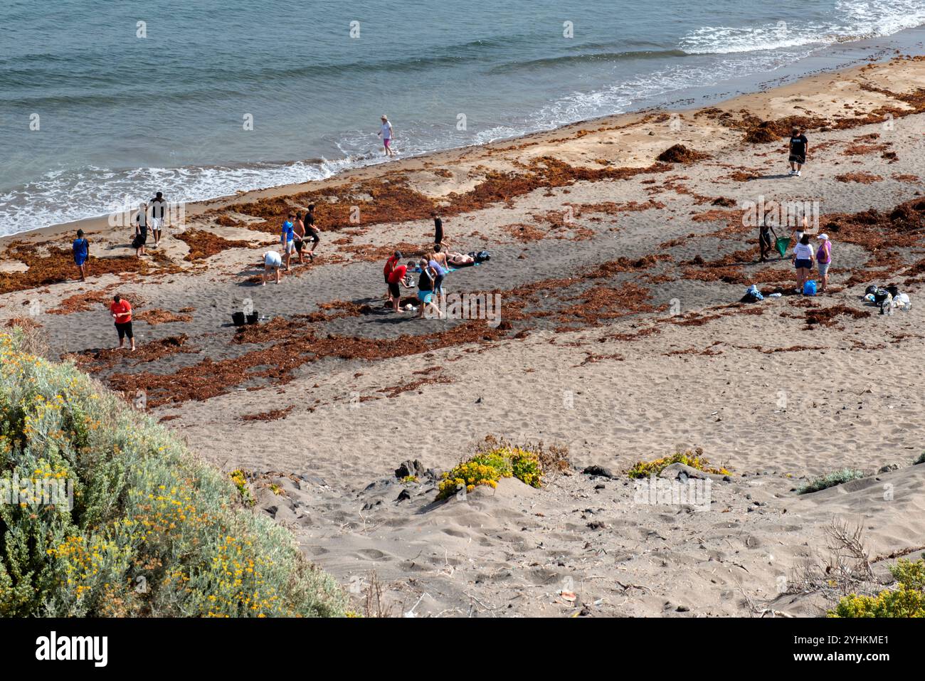 Sargassum (Sargassum sp). Volunteers collecting waste (plastics, ropes ...