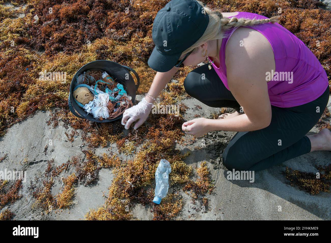 Sargassum (Sargassum sp). Volunteers collecting waste (plastics, ropes ...