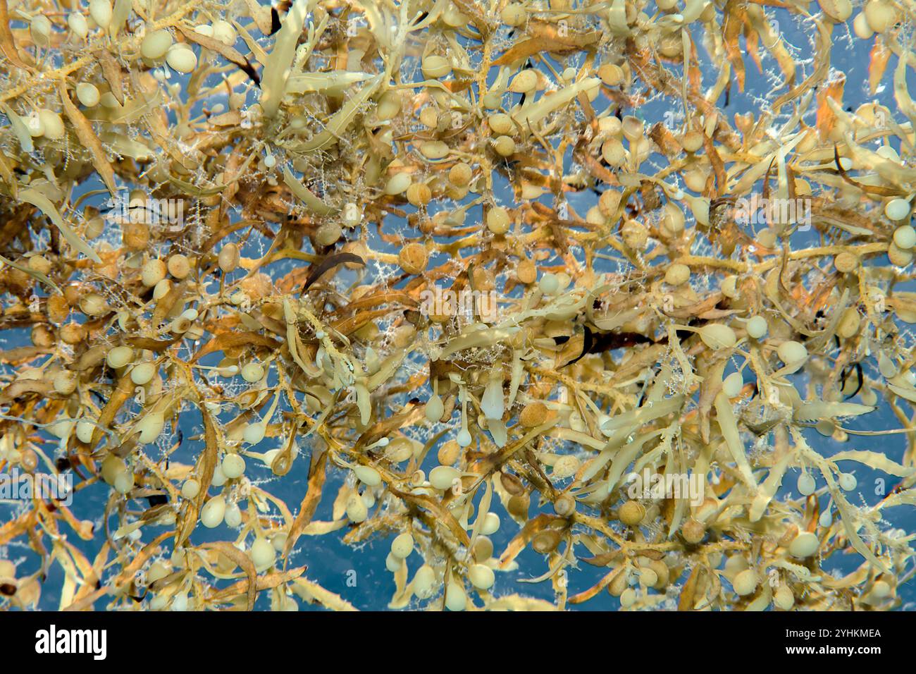 Sargassum (Sargassum sp). The genus Sargassum is characterized by ...