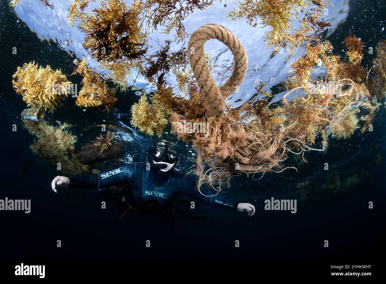 Sargassum (Sargassum sp). Pollution, waste, plastic. The genus ...