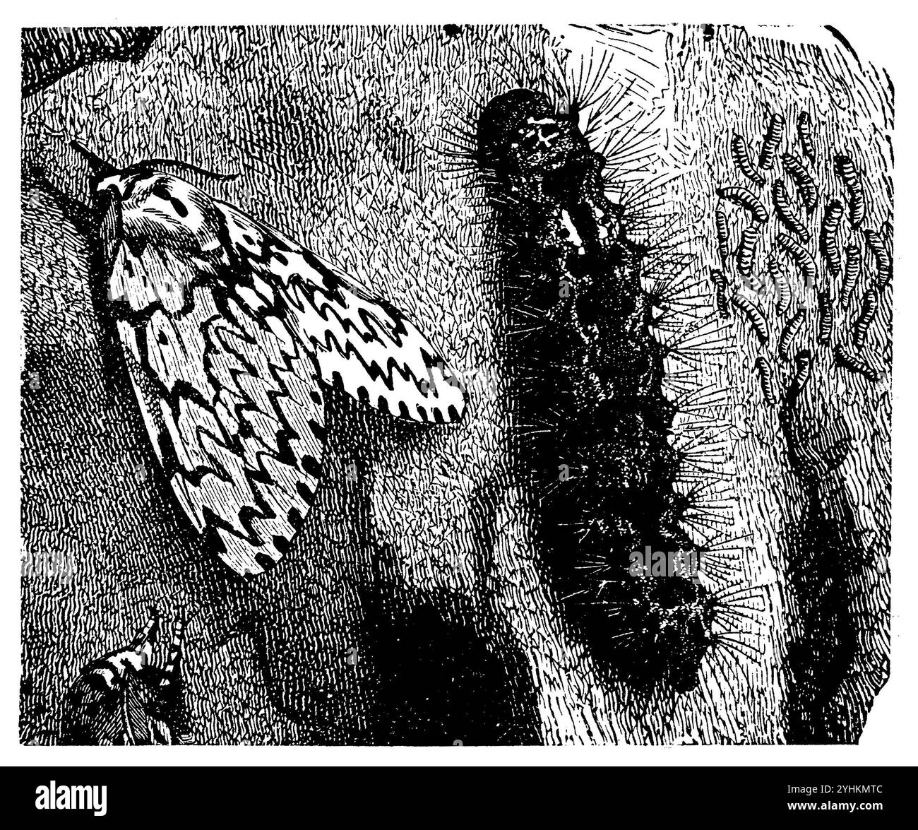 Black Arches, Lymantria monacha, (schoolbook, 1908), Nonne, Nonne Stock ...
