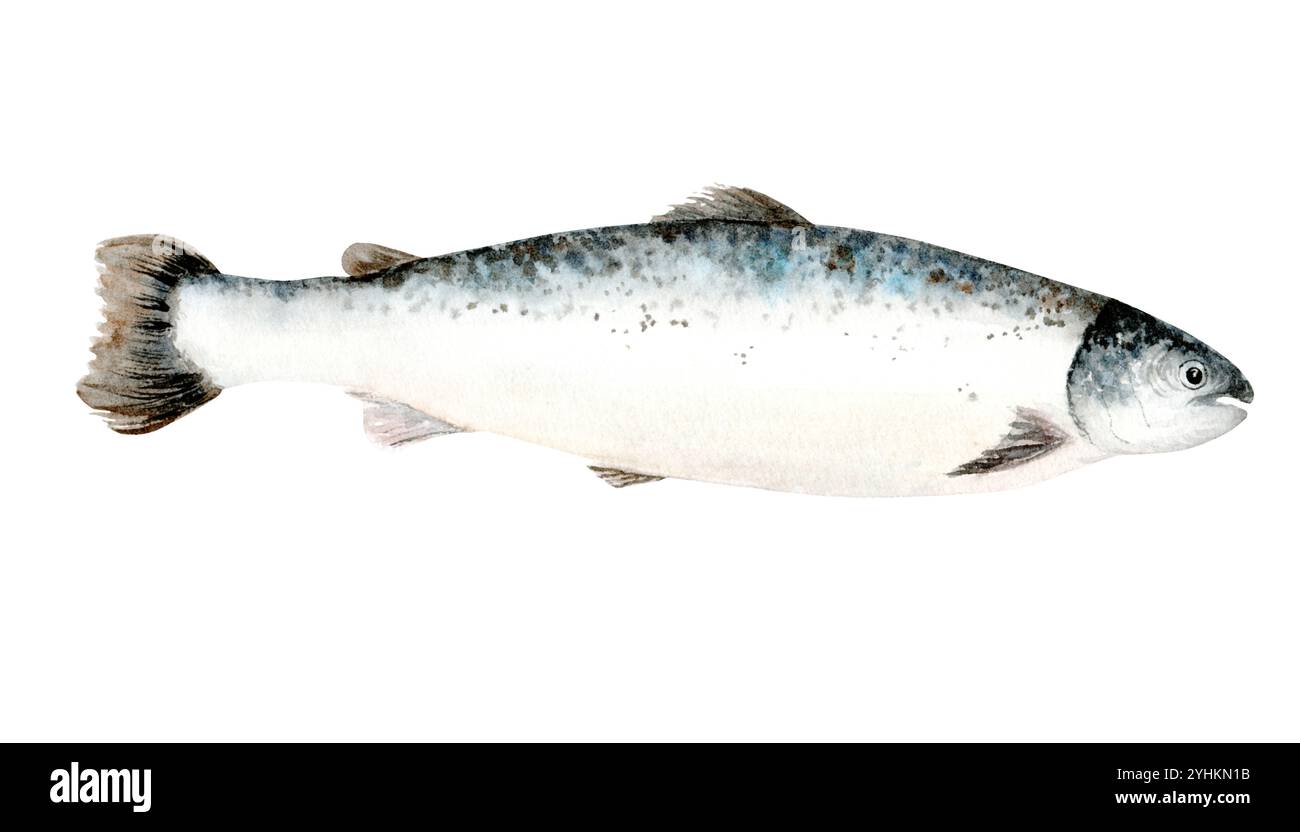 Salmon fish (Salmon). A fish of the salmon family. Watercolor Clip Art ...