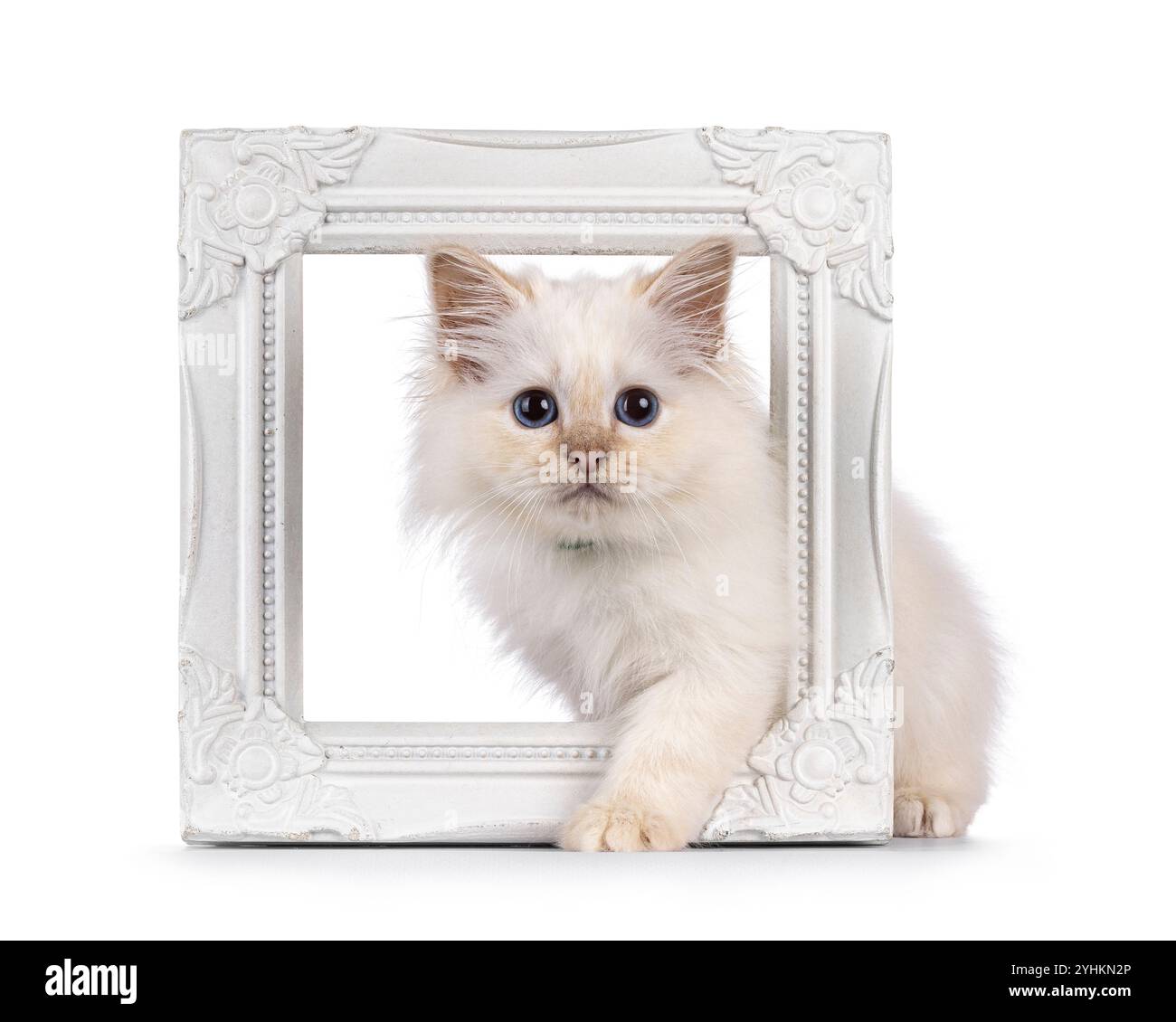 Cute red pointed Sacred Birman cat kitten, standing through white ...