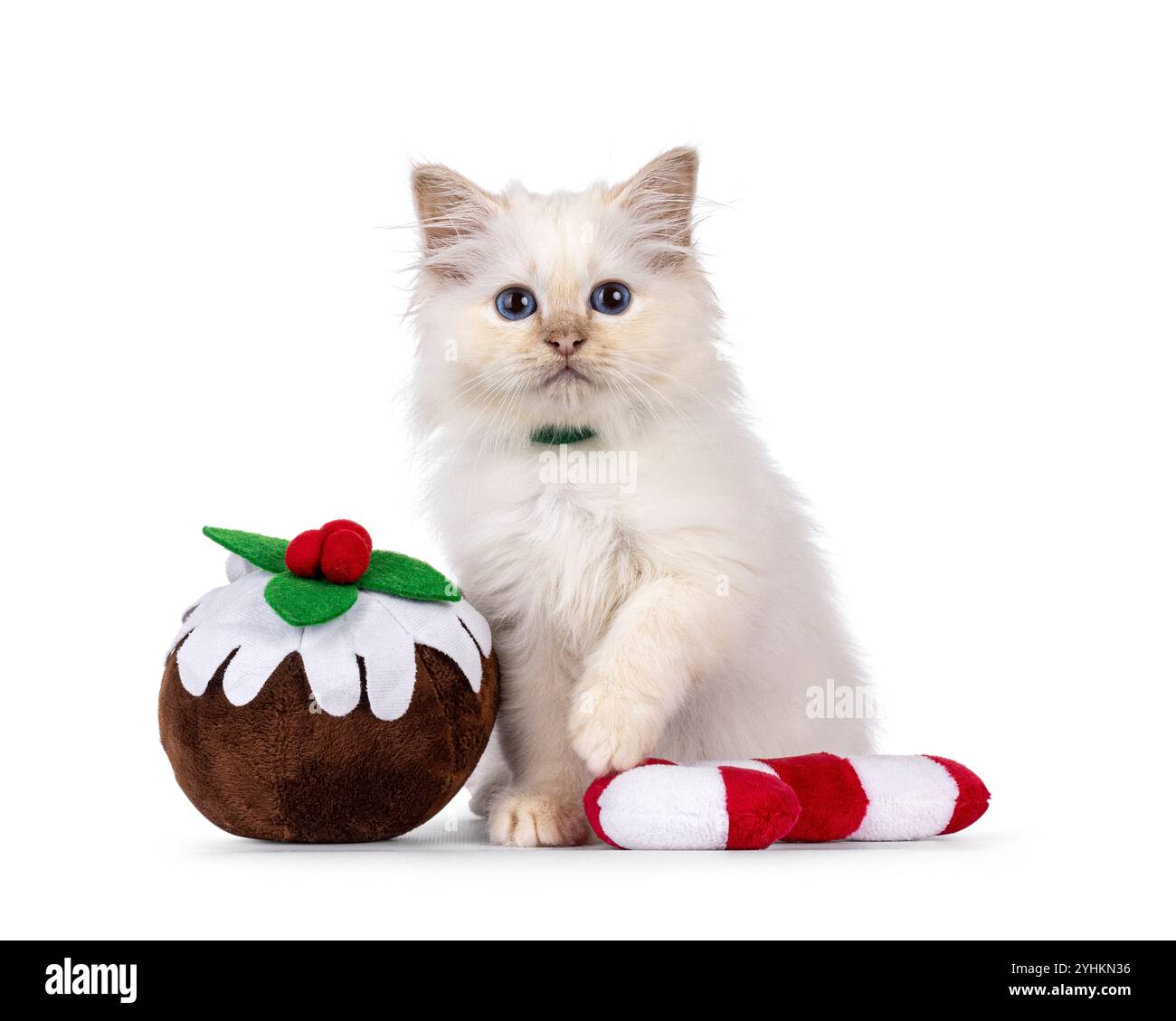 Cute red pointed Sacred Birman cat kitten, sitting in between christmas ...